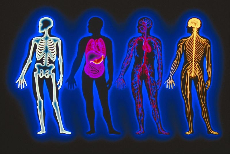 Anatomy Physiology Course Overview Distance Learning Systems INC
